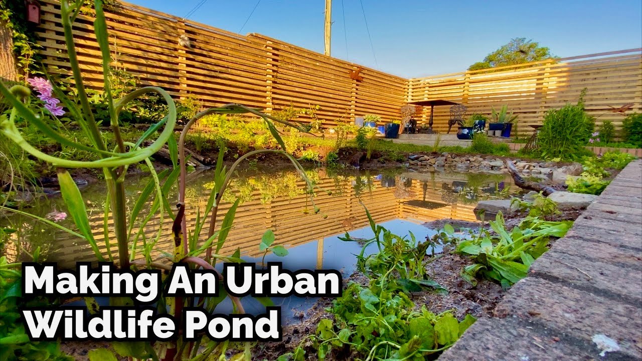 Making An Urban Wildlife Pond - Timelapse 4K - YouTube