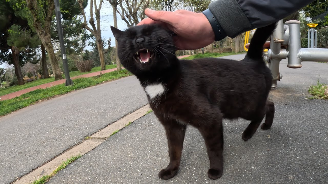 Talking with a Stray Cat – She’s So Friendly and Vocal! - YouTube
