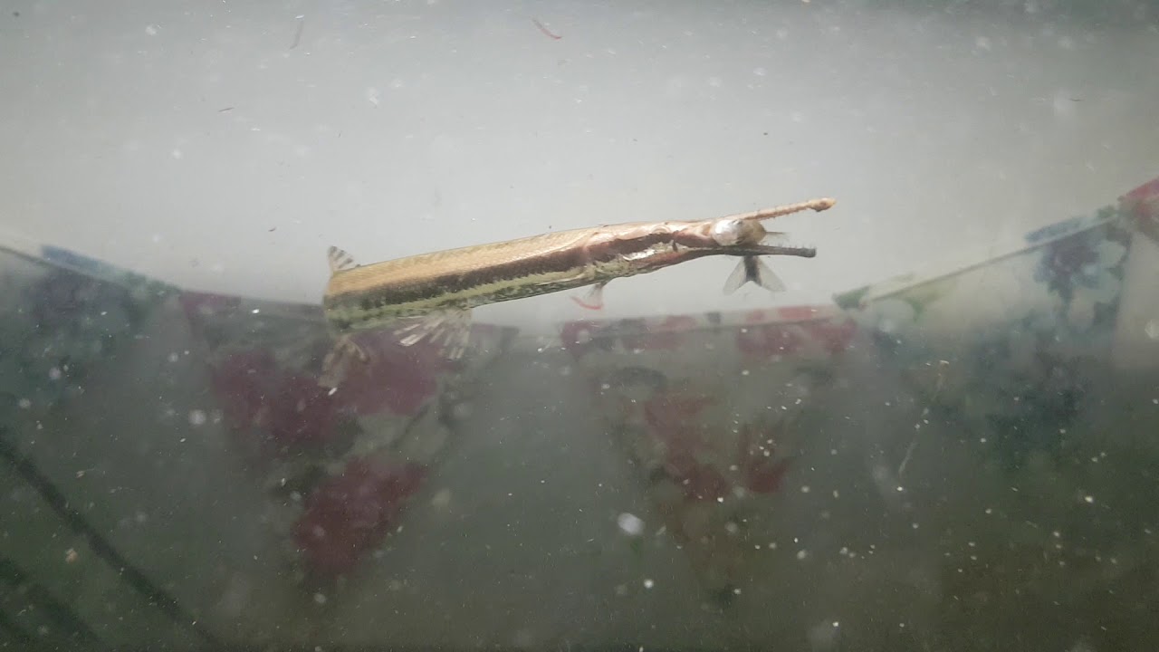 Red Florida gar eats tetra - YouTube