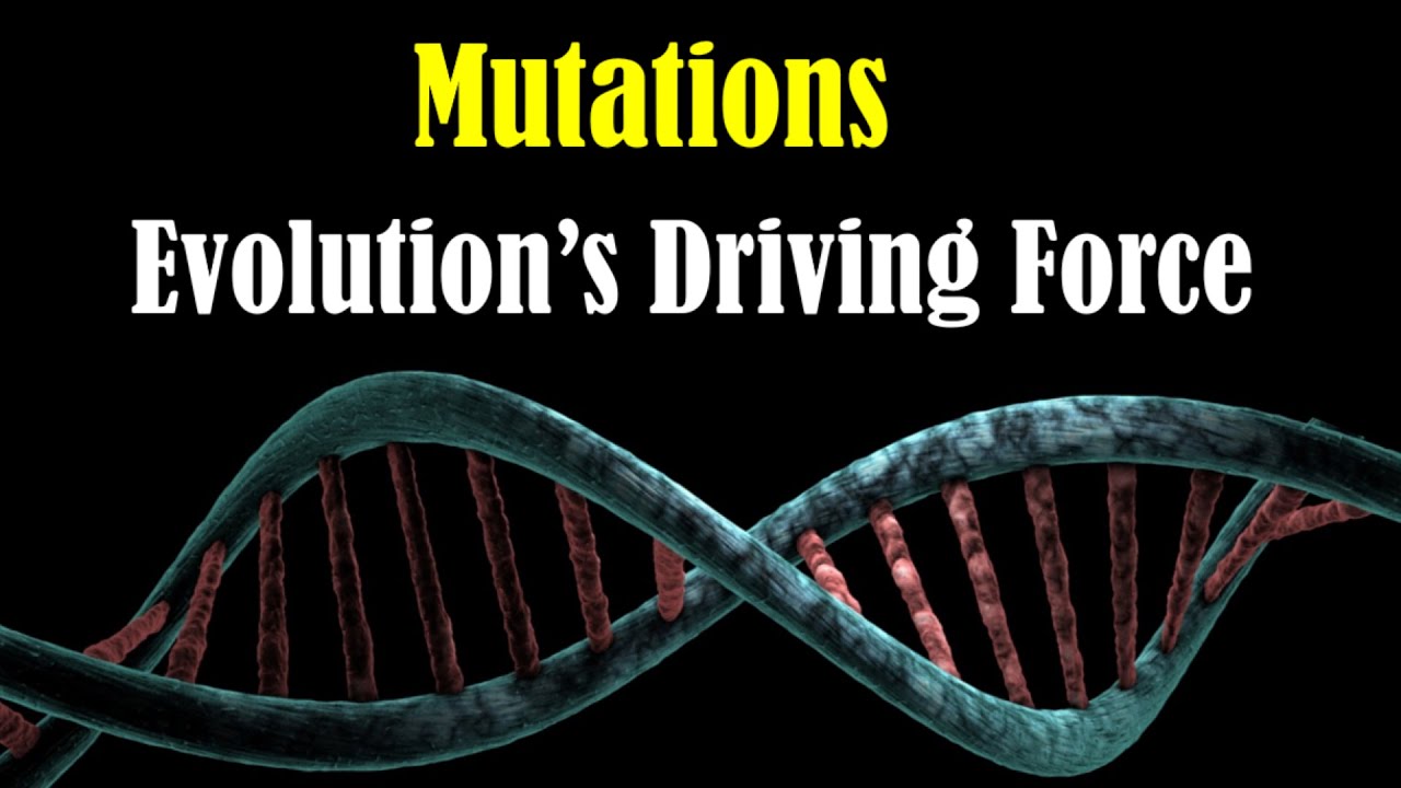 How DNA Mutations Drive Evolution - YouTube