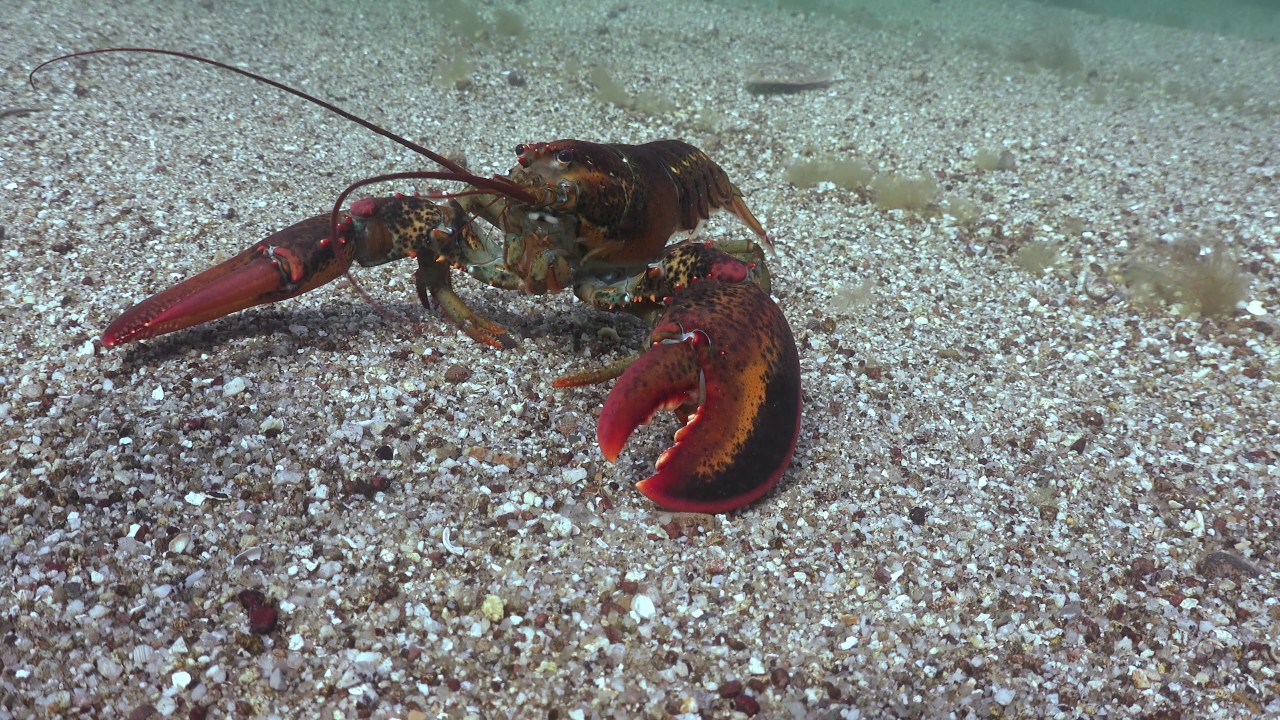 Free Range Lobster - YouTube