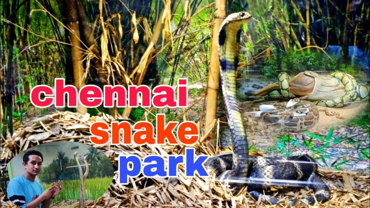 Big and first snake park chennai ll snake park ll national guindy park ...