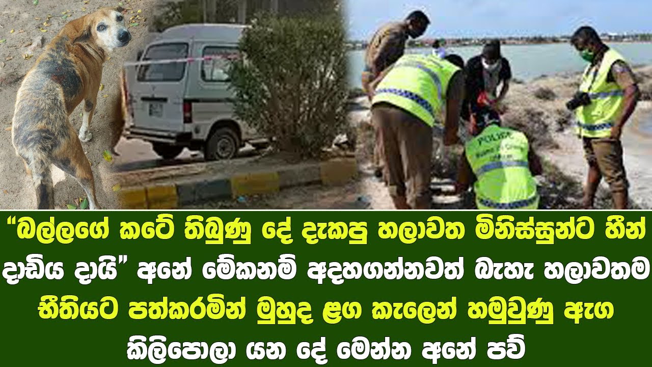 හලාවත මිනිස්සු බල්ලෙකුගේ කටේ තියන දේ දැකලා බියවෙයි | A dog is scaring ...