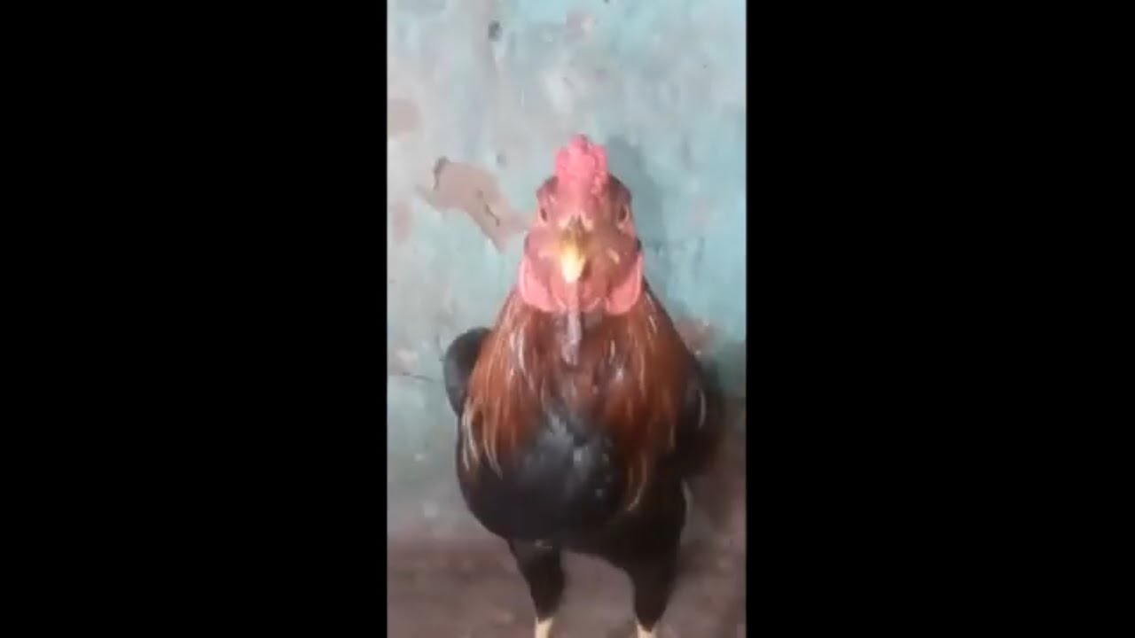Chicken Beatbox Remix (EXTENDED) - YouTube