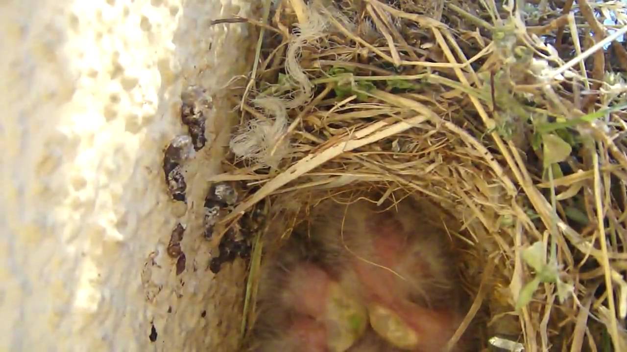 To Chim Se Se.MP4 - YouTube