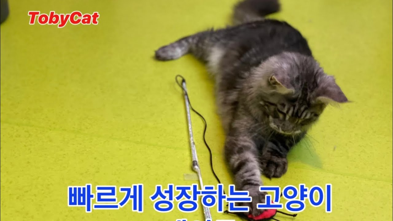 빠르게 성장하는 고양이가 있다(@TobyCat-Tv) - YouTube
