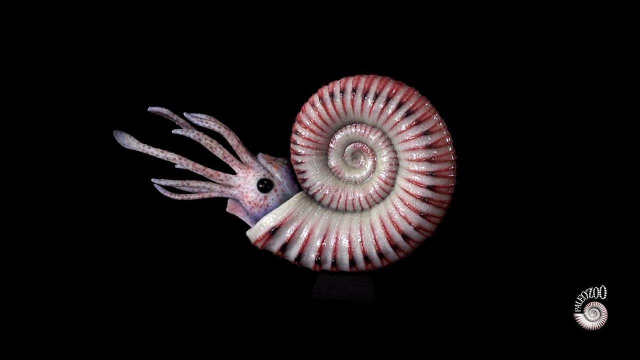 Ammonite - Cephalopodia - Index Fossil - YouTube