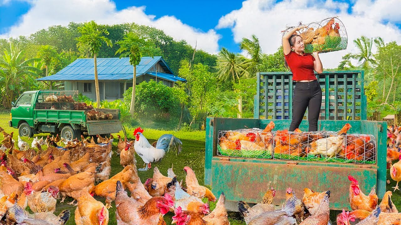 REWIND TIMELAPSE – Harvesting Many Chickens, Use Truck to Transport ...