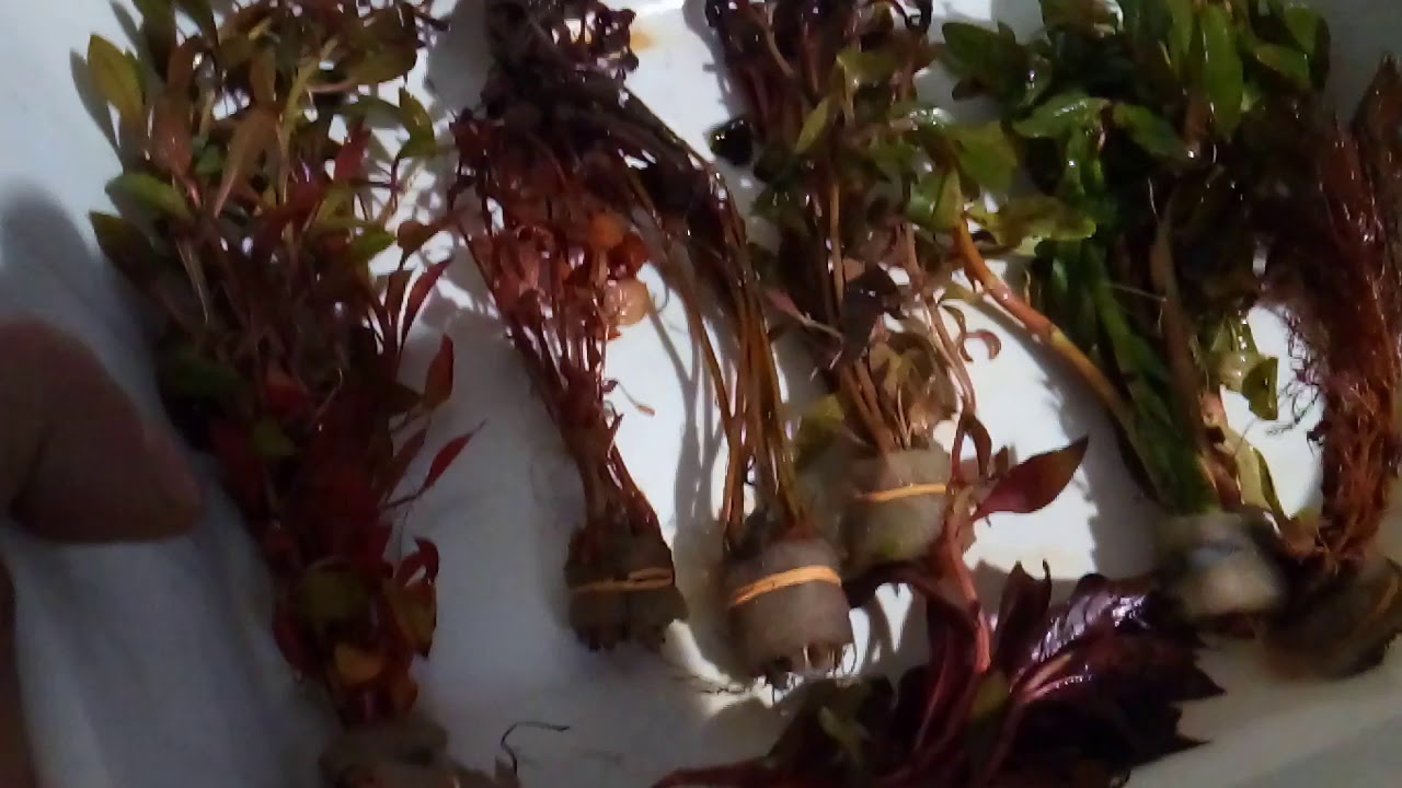 Dustin's fish tanks sexy red package! - YouTube