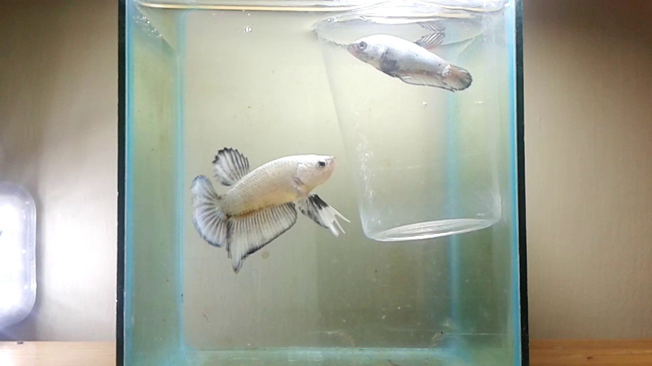 Tutorial Betta fish farm - YouTube