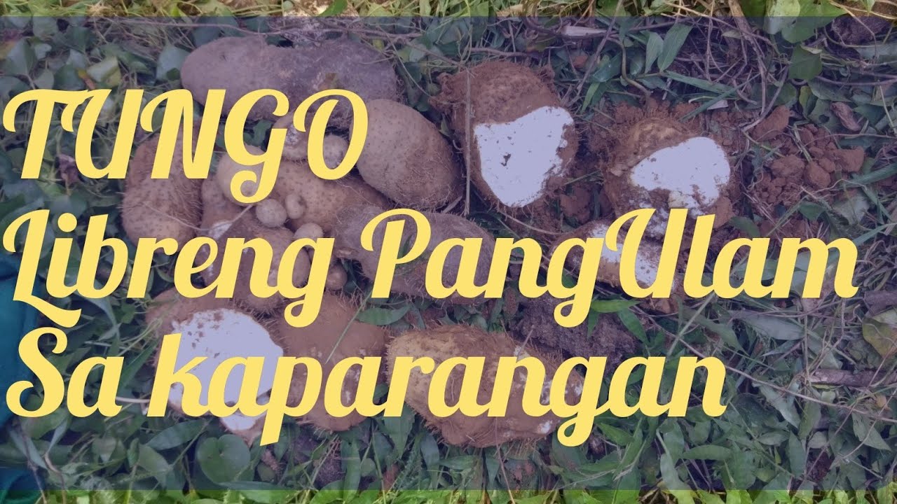 PART 1 TUNGO (Lesser yam)di Kilalang Gulay na Root Crops sobrang sarap ...