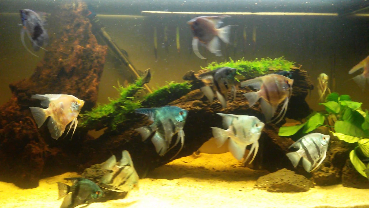 Paraiba ve Pinoy Angel Fish - YouTube