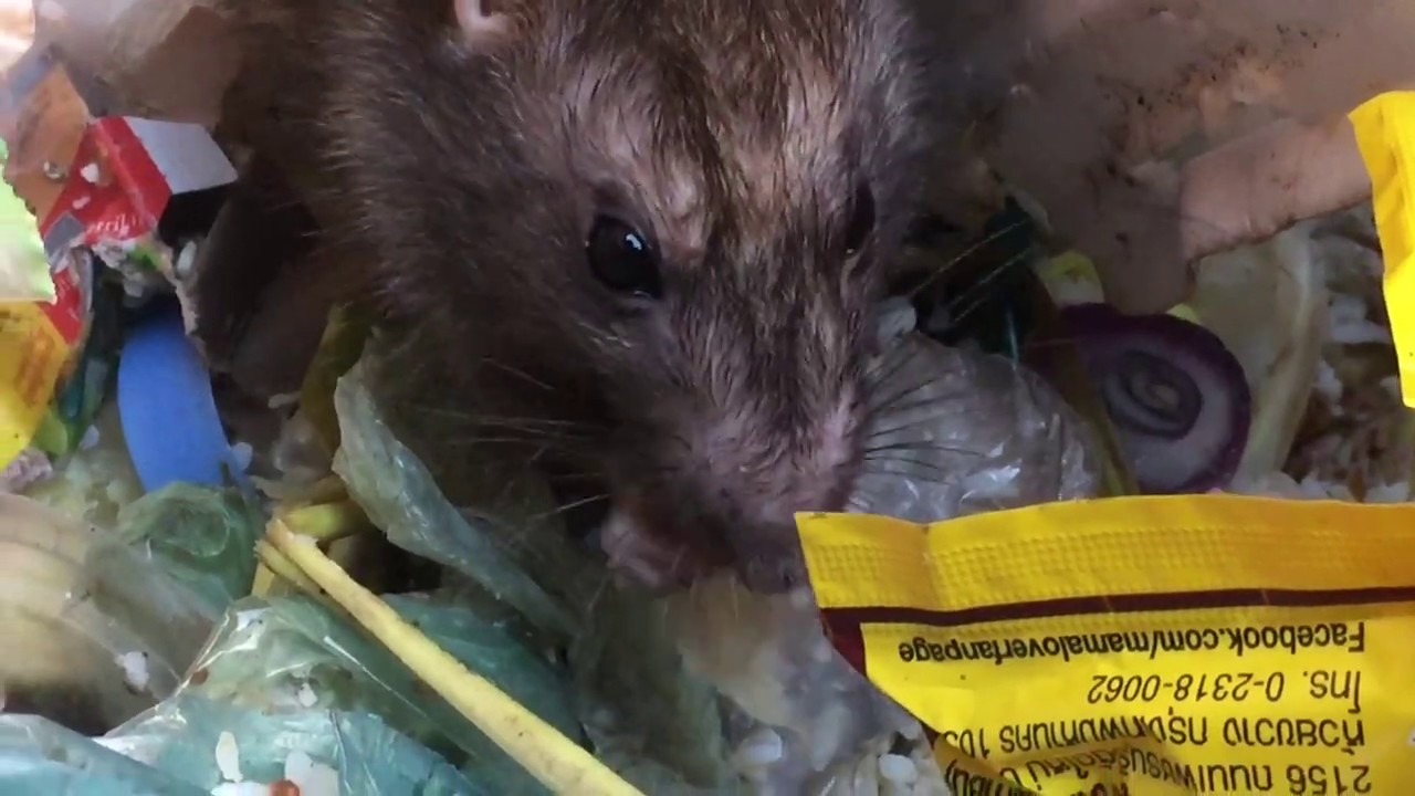 The difference between rural and urban mice ...