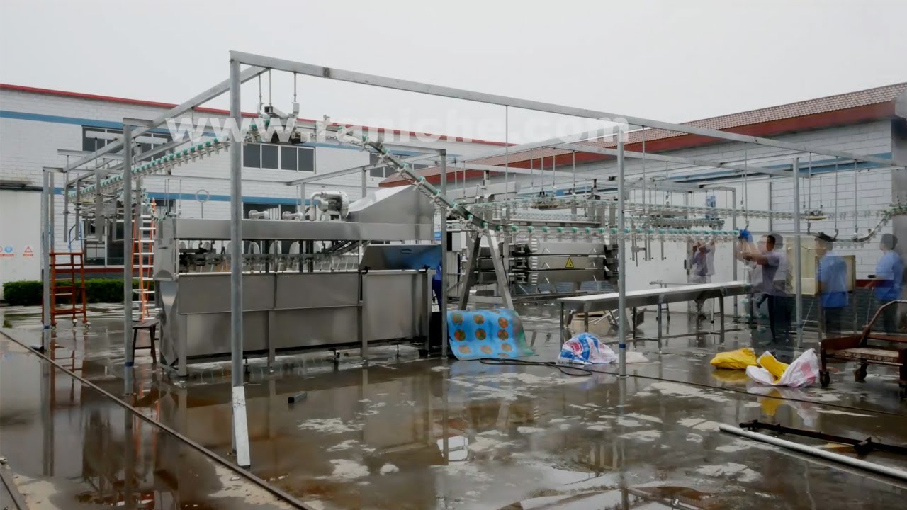 small scale poultry slaughter line installation - YouTube