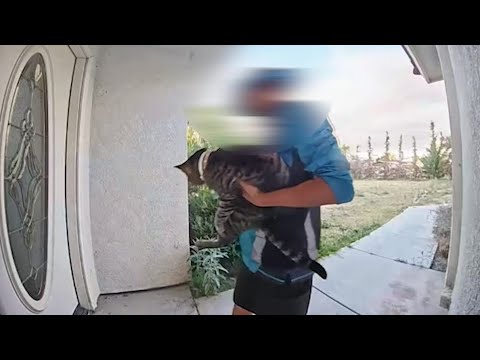 Where is Junie? Search continues for cat gone missing amid Amazon delivery