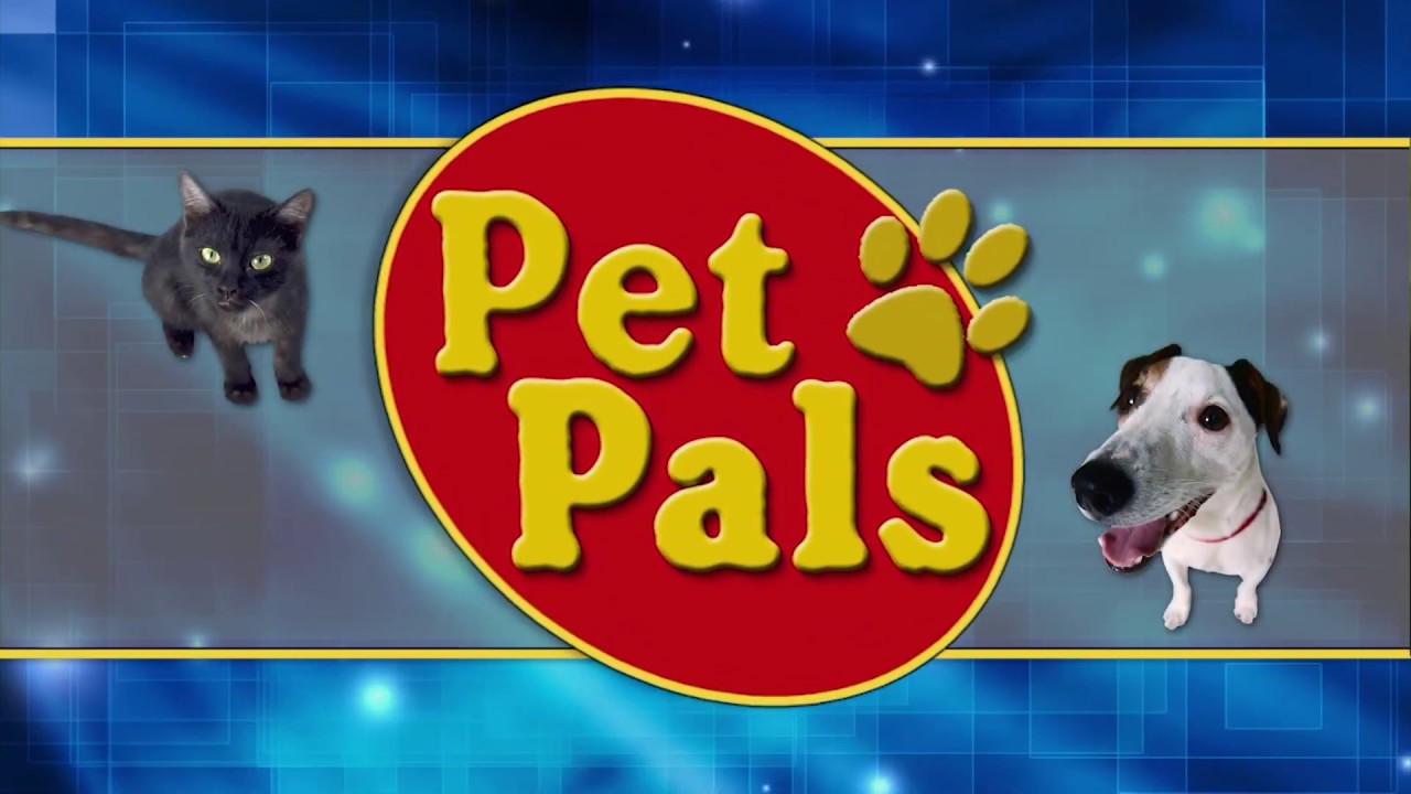 Pet Pals: October 07, 2019 - YouTube