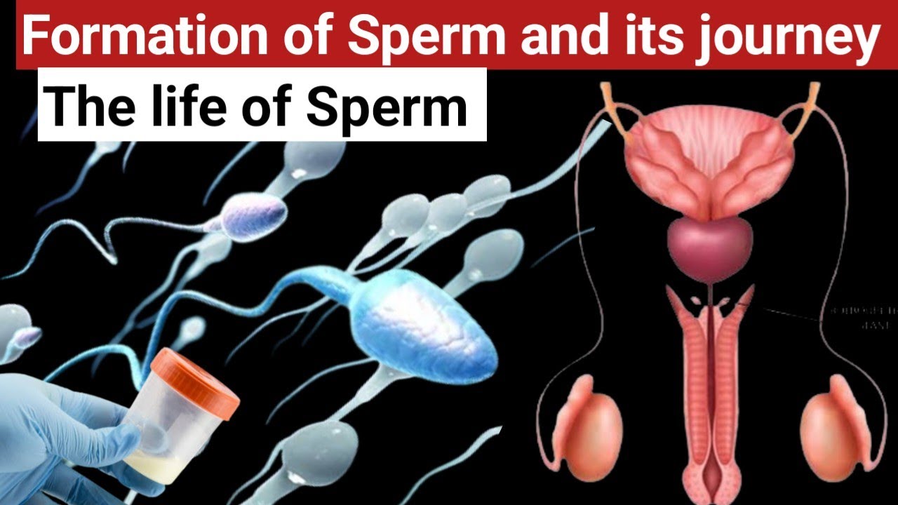 Sperm formation | Journey of sperm towards egg | anatomy #sperm #fertilization #animation - YouTube