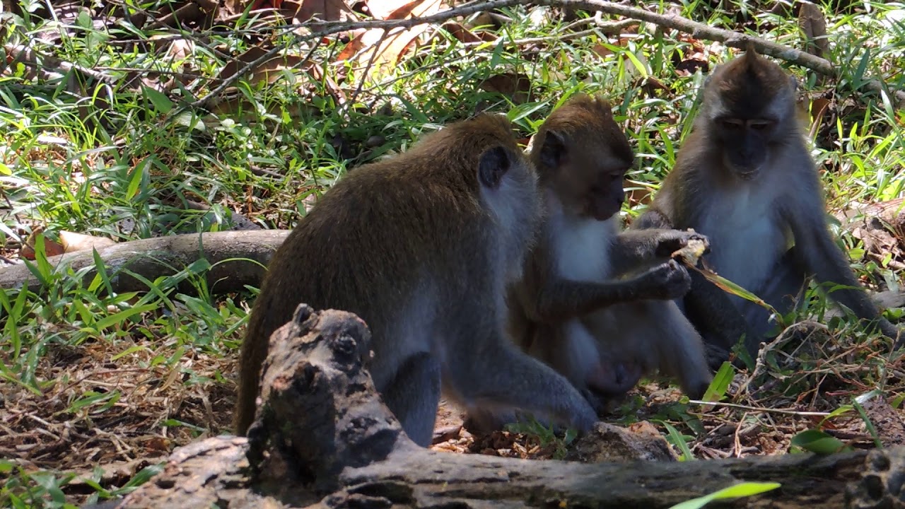 Monkeys enjoying eating - YouTube