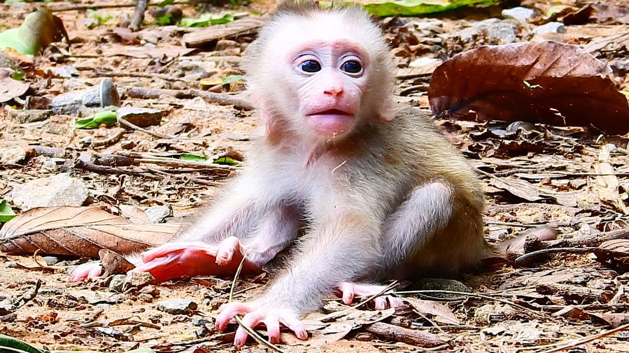 The face of baby monkey Leo is so charming & attractive - YouTube