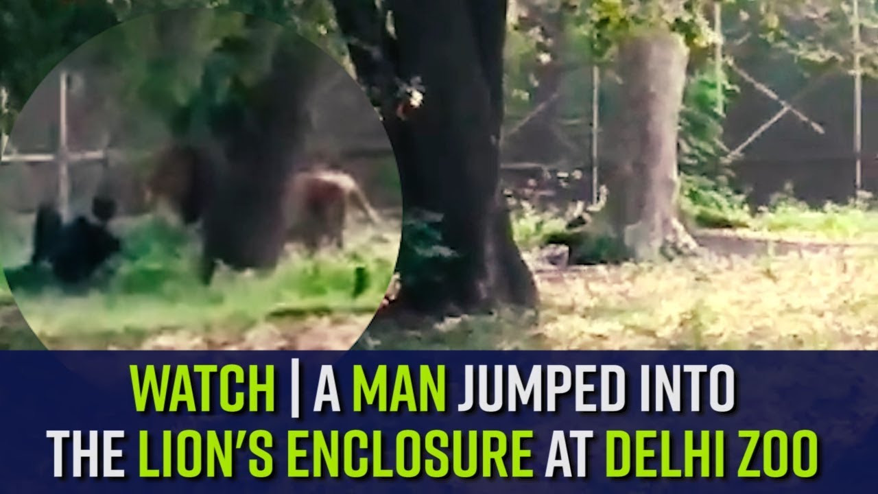 Watch | A man jumped into the lion's enclosure at Delhi Zoo - YouTube