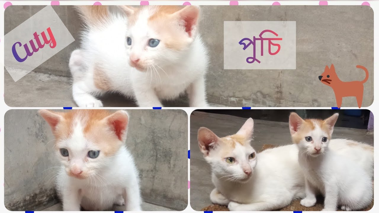পুচির দুষ্টুমি🐈।। পুচি আর পুচির মা।। 🐱//cute kitten🐱puchi🐈// - YouTube