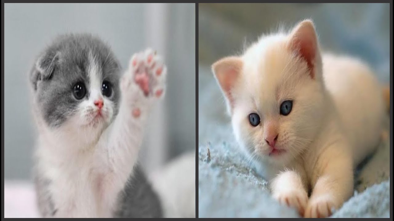 Cute and Funny Cat Videos -Baby Cats Compilation #2 [Meow Mark] - YouTube