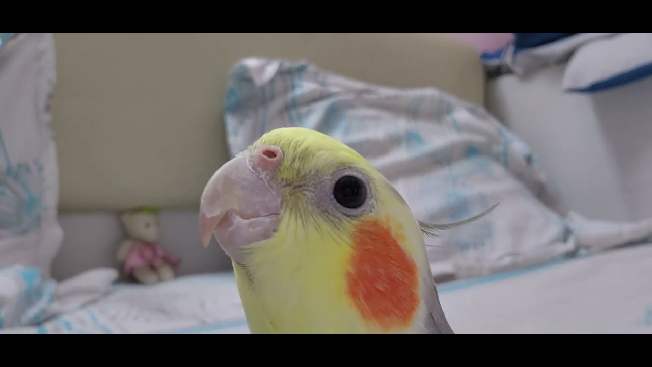 Happy Cockatiel Singing and Playing #cockatiel #cockatielsinging #birds ...