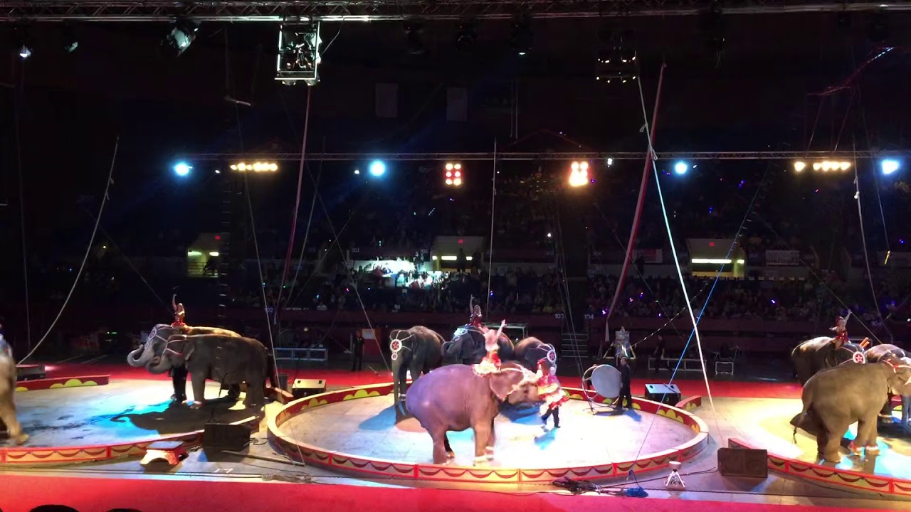 All three rings circus elephants the Tarzan zerbini shrine circus - YouTube