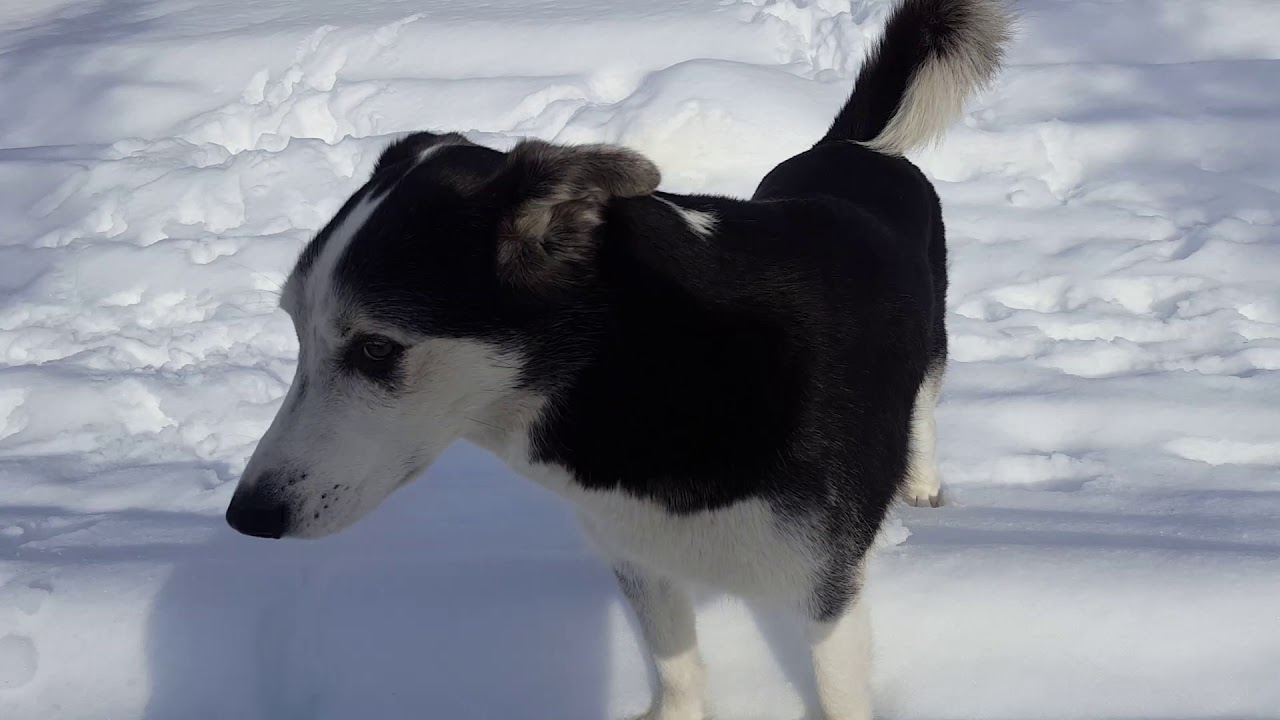 April 5, 2020 Deep Alaska snow at the Homestead. - YouTube