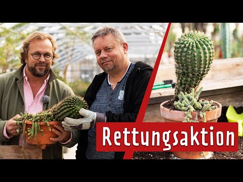 Einen alten Kaktus retten: Kakteen umtopfen und pflegen | MDR Garten