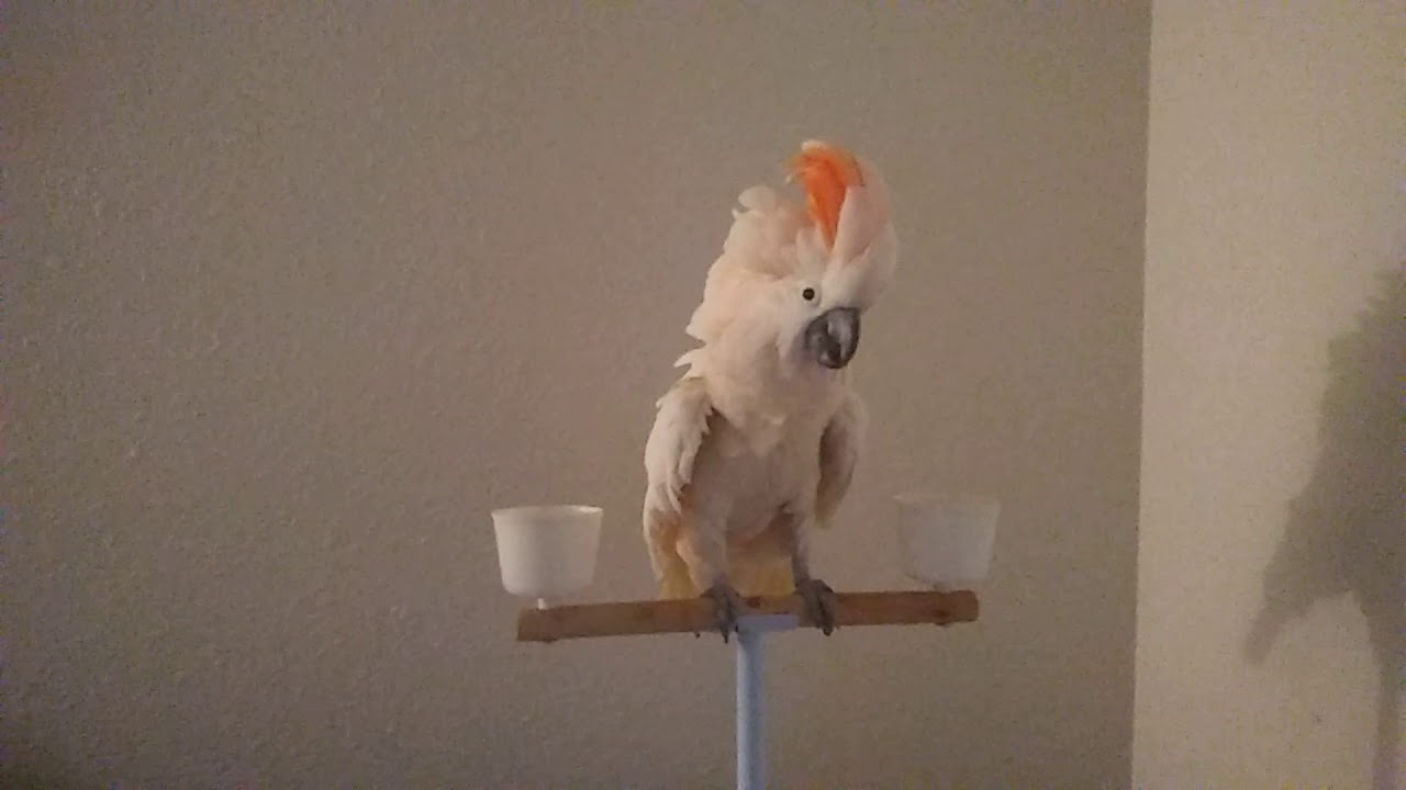 Suzy the Cockatoo reacts to Pebble the Cockatoo - YouTube