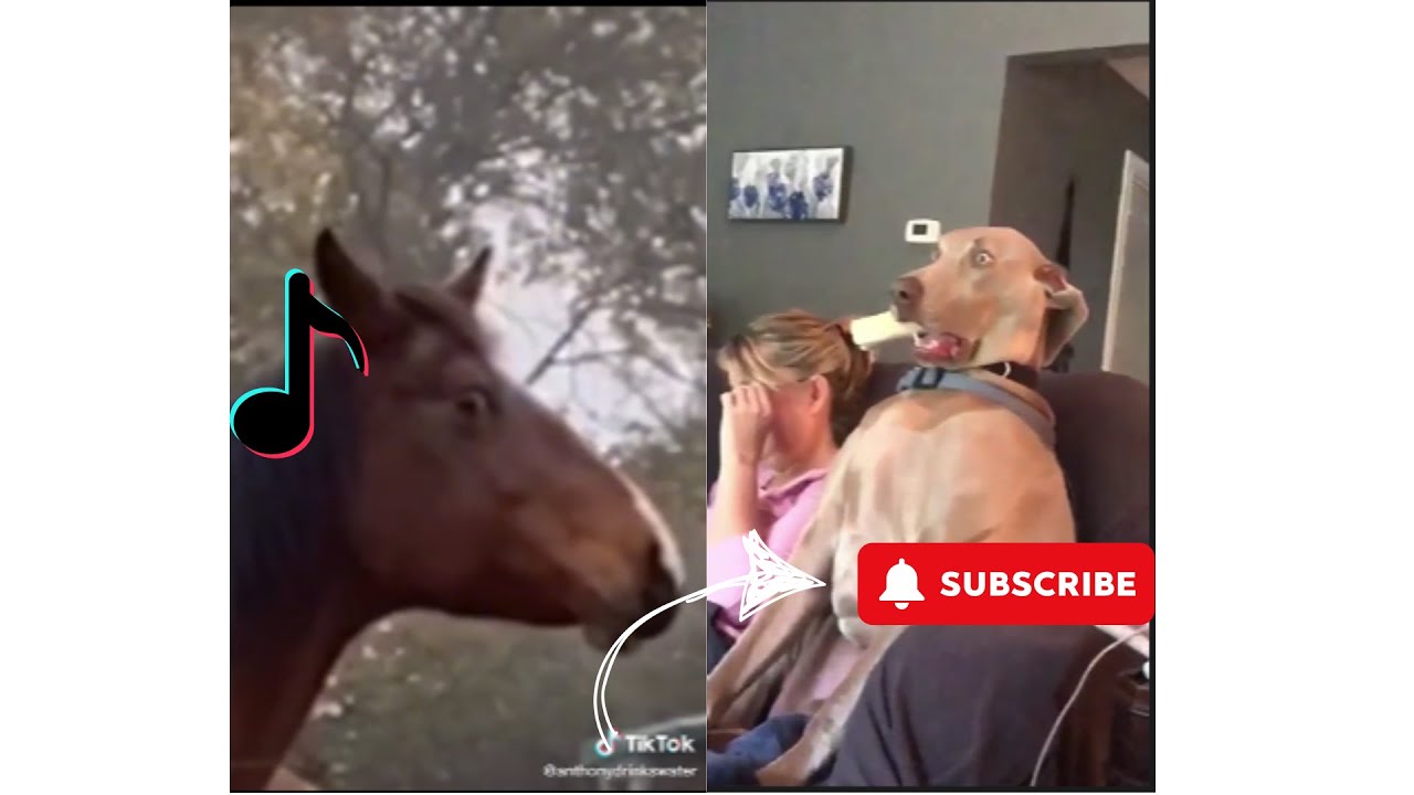 Funny Animal No. 2 Best Tiktok compilation. Try not to laugh! - YouTube