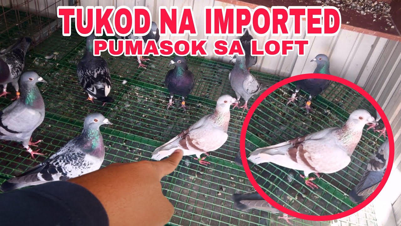 EP563 - IMPORTED NA KALAPATI TUMUKOD SA ATING LOFT! - YouTube