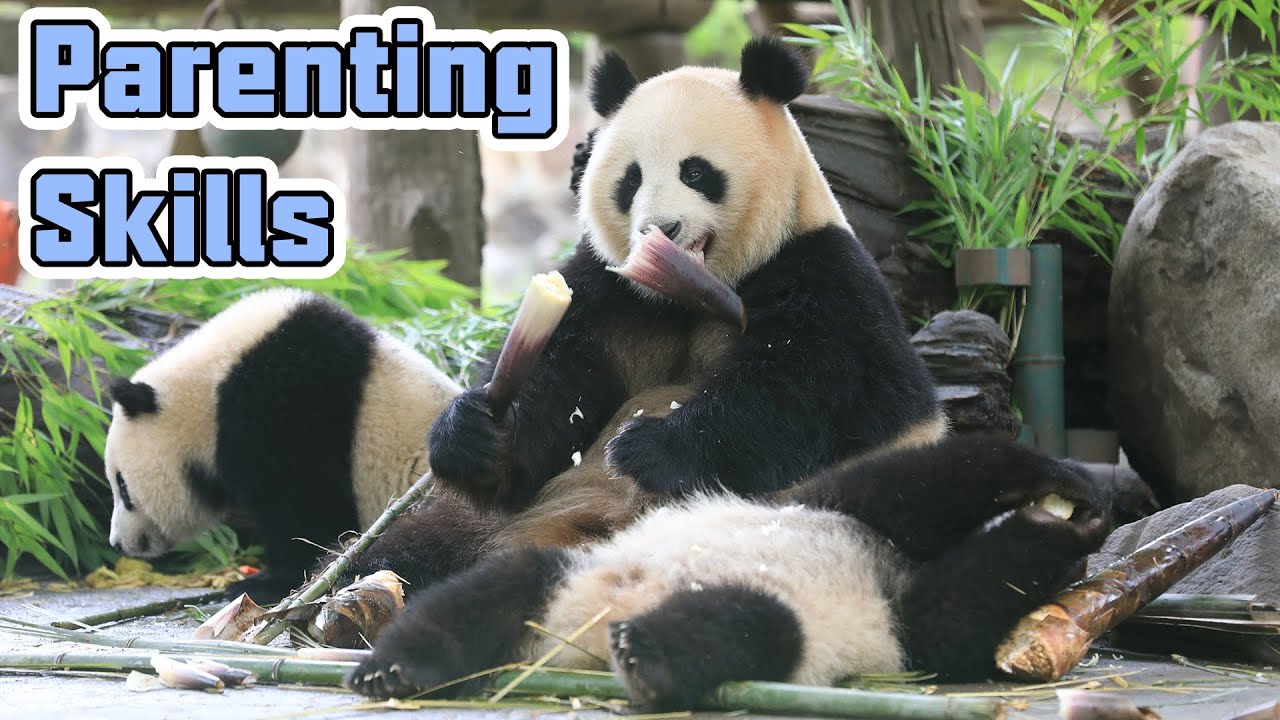 【Panda Billboard】Episode 264 Panda Moms' Unique Parenting Styles ...