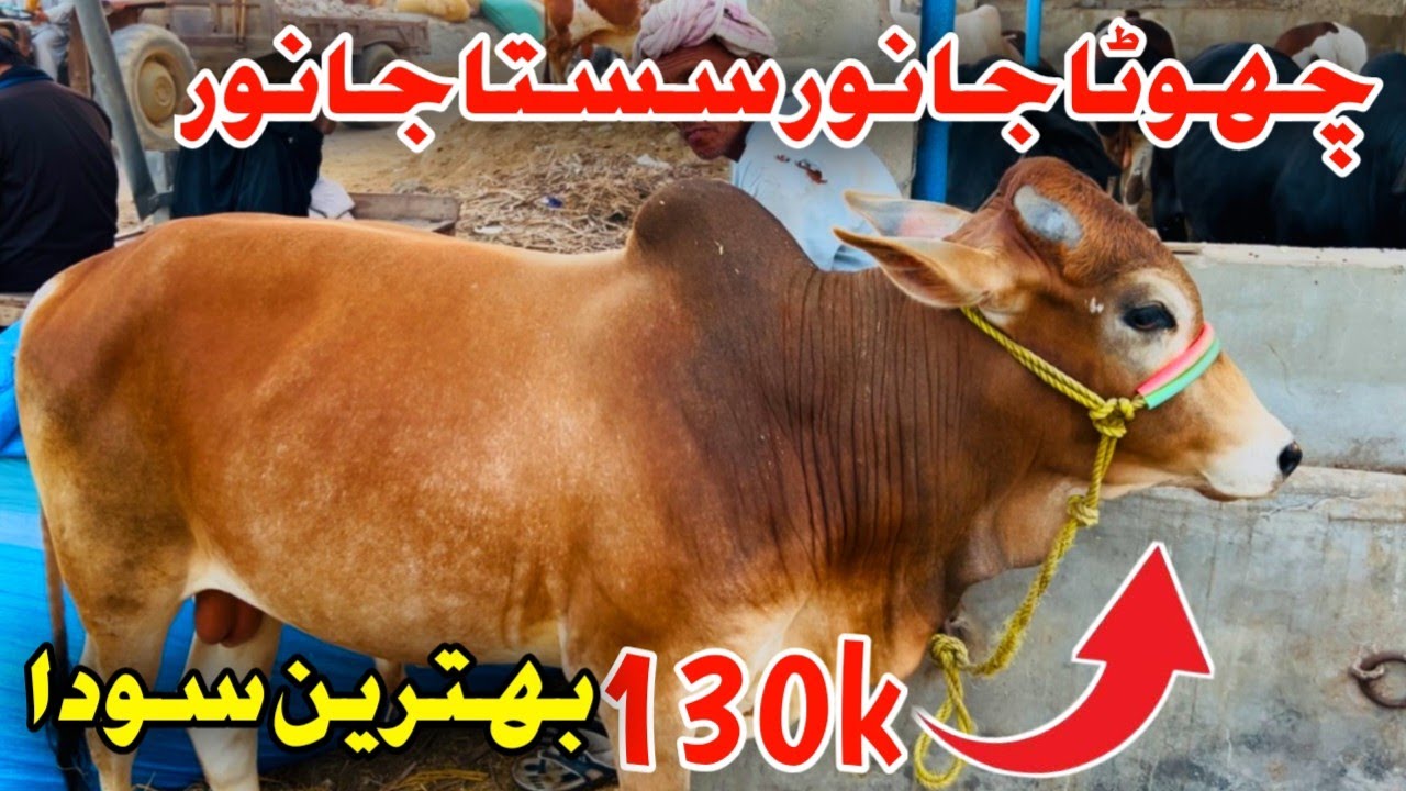 Chota Janwar Shasta Janwar. Naval Maweshi mandi Season 2025 - YouTube