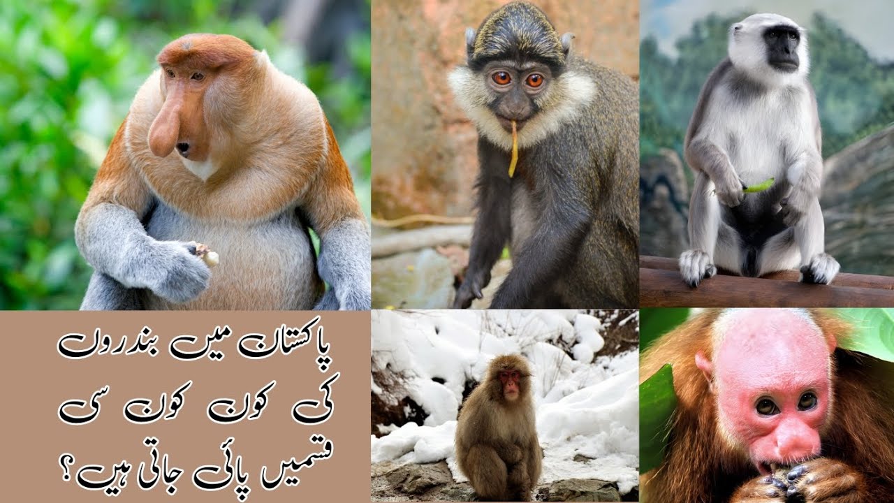 What types of Monkeys are found in Pakistan? | PAK VIRSA - YouTube
