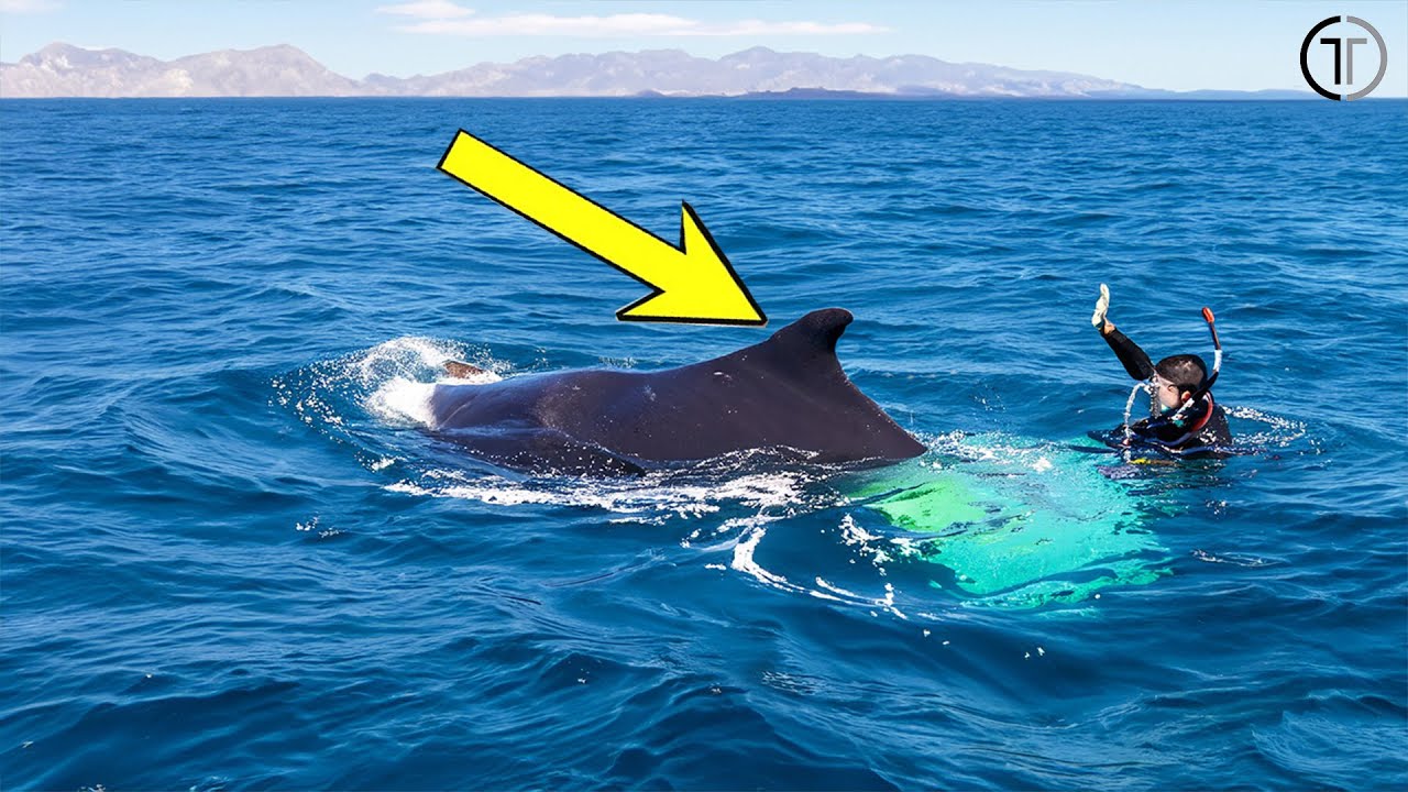 Diver Saves a Whale... Just Watch How It Thanked the Man for His Help ...