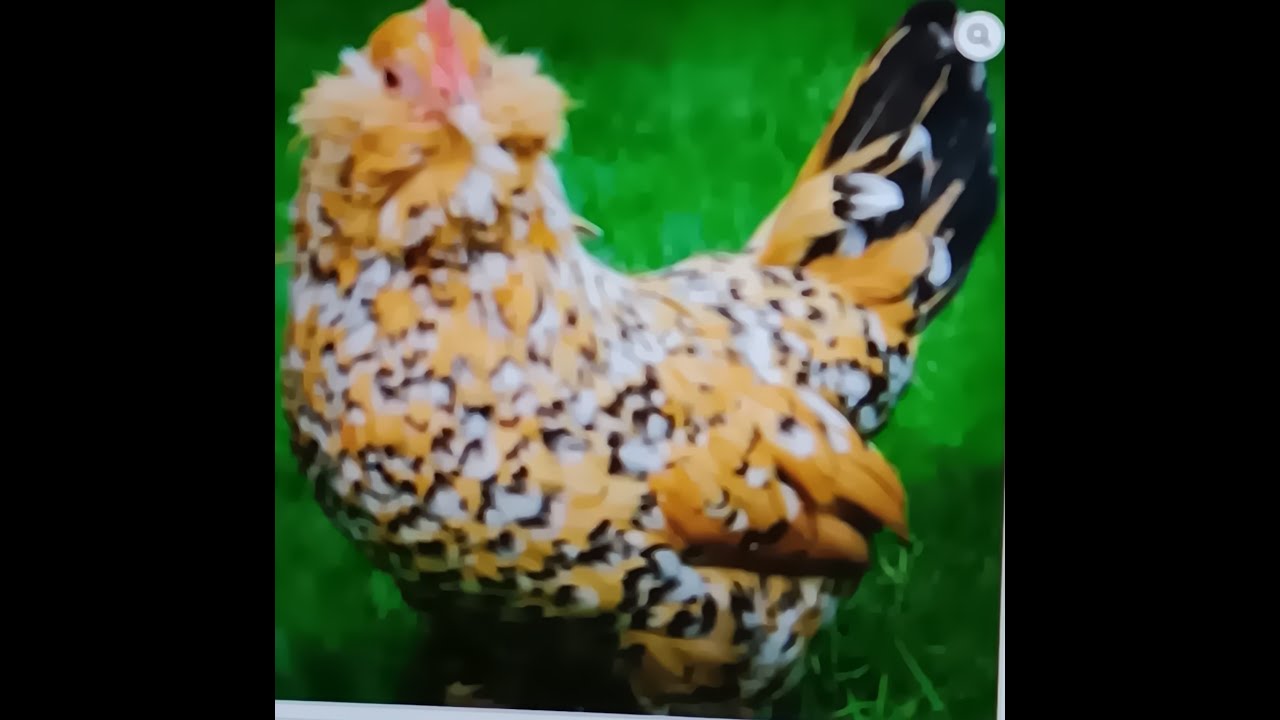 Updates, Scratch, Flock Blocks and New Additions - YouTube