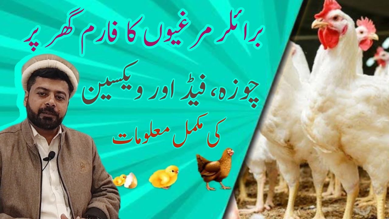 Broiler Chicken Farming at Home || Complete Business Guide - YouTube