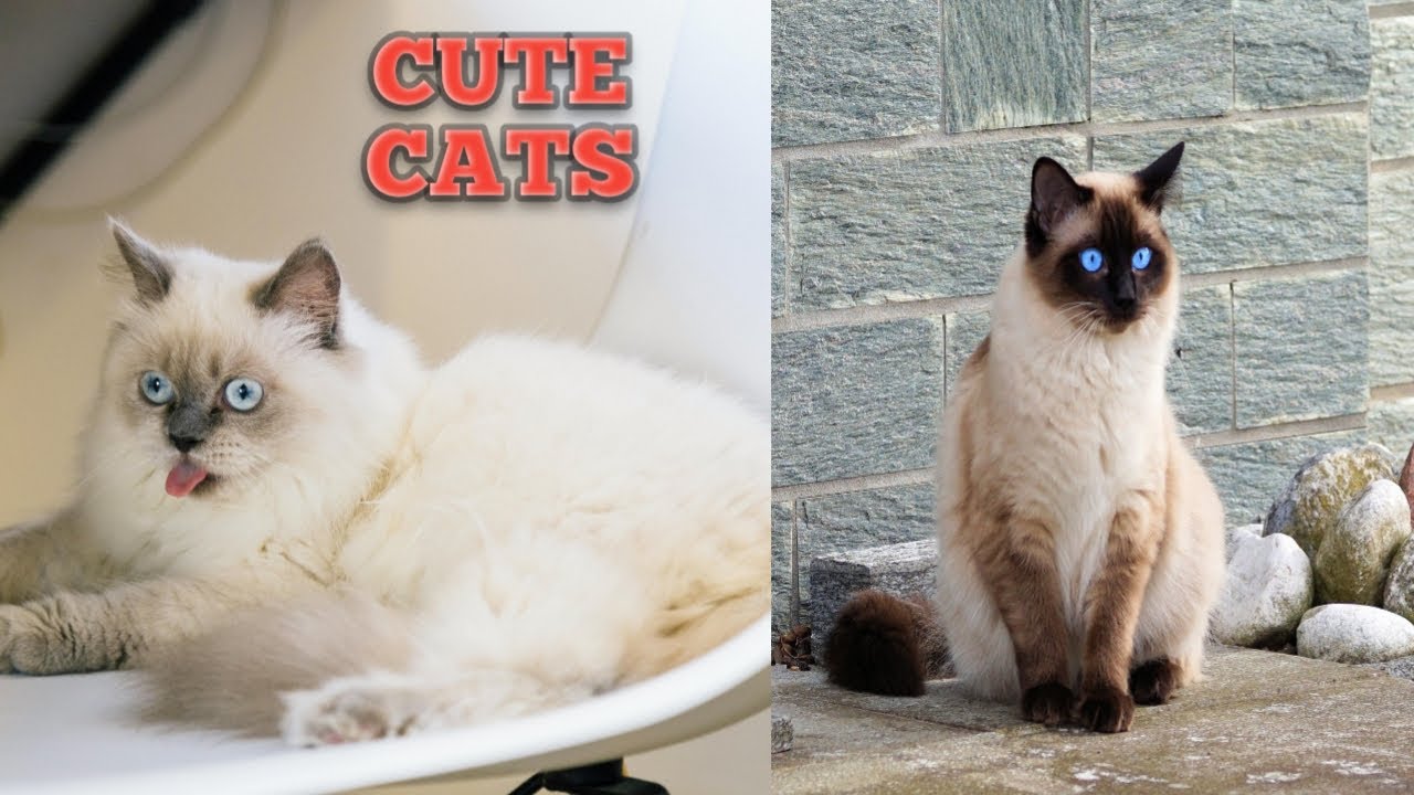 Baby Cats - Cute & Funny Cats Videos Compilation - YouTube