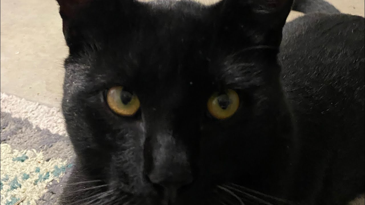 The Cat survived after being brutally kicked by - YouTube