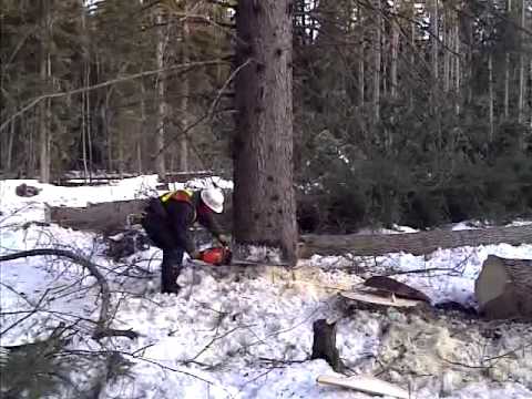 Falling Big Trees - YouTube