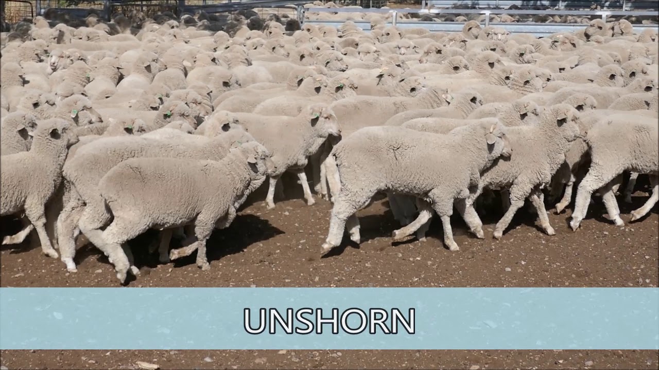 480 Merino Wethers - YouTube
