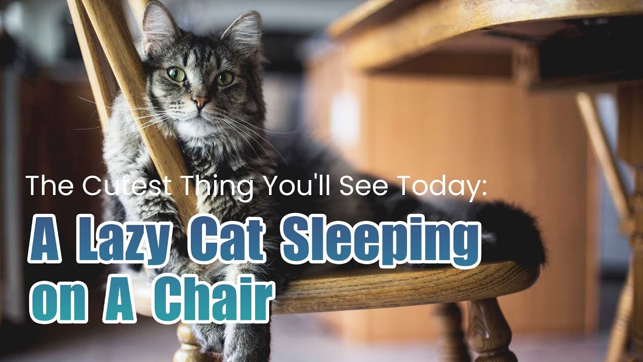 The Cutest Thing You'll See Today: A Lazy Cat Sleeping on a Chair - YouTube