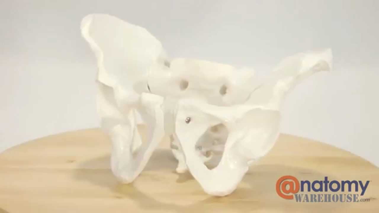 Axis Scientific Male Skeletal Pelvis by AnatomyWarehouse.com - YouTube