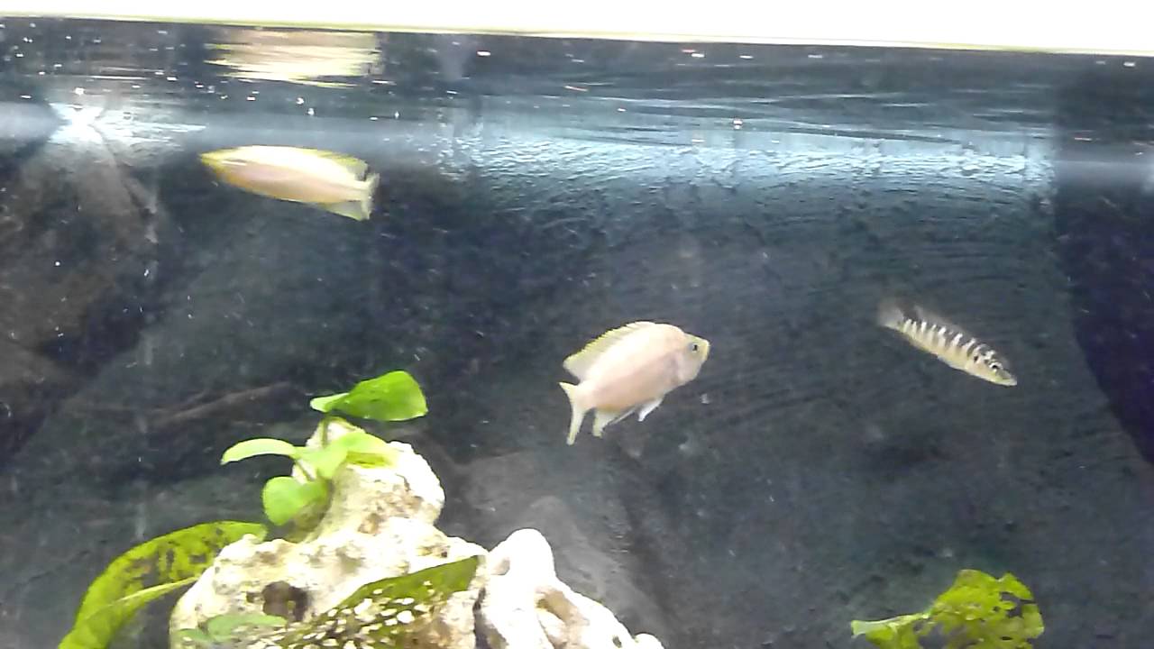 Neolamprologus prochilus - YouTube