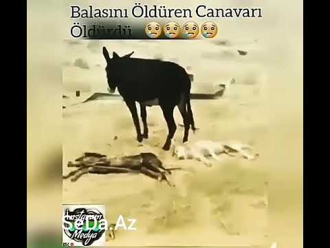 Balasını öldürən Canavarı öldürdü.