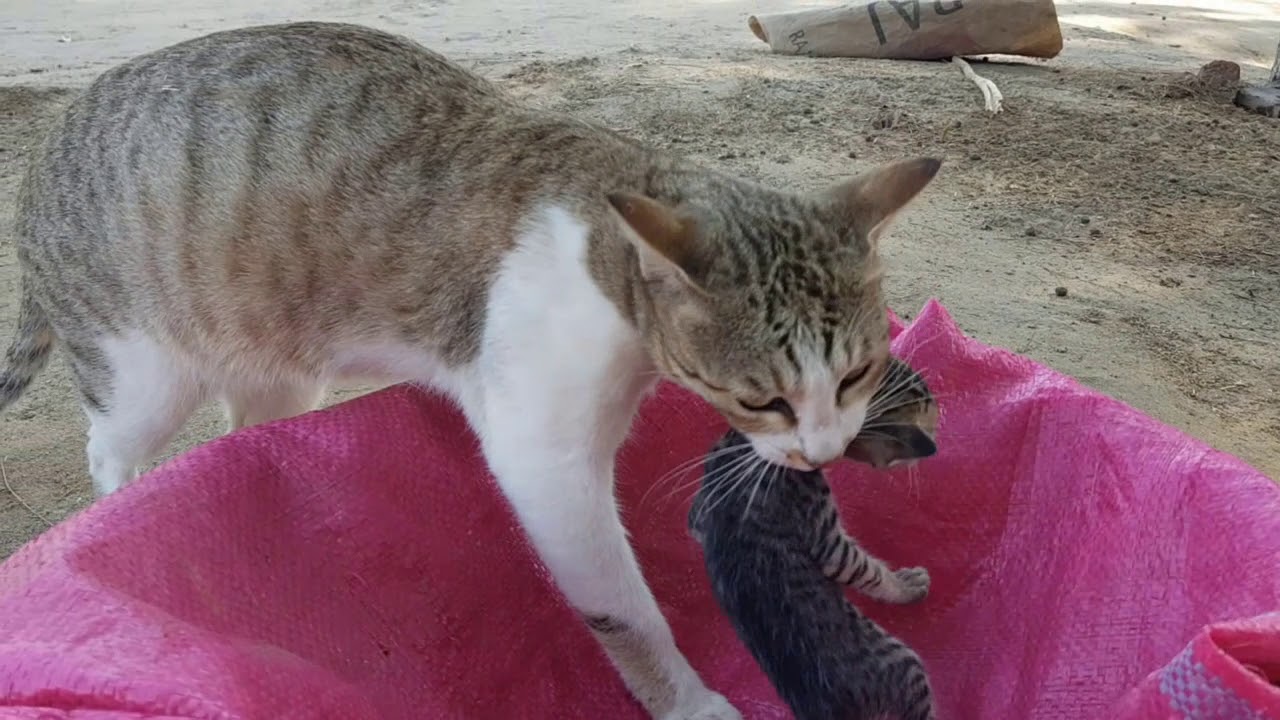 Cat Shifting Her Kittens Meowing Kittens Cute Kittens|| Mom Cat ...