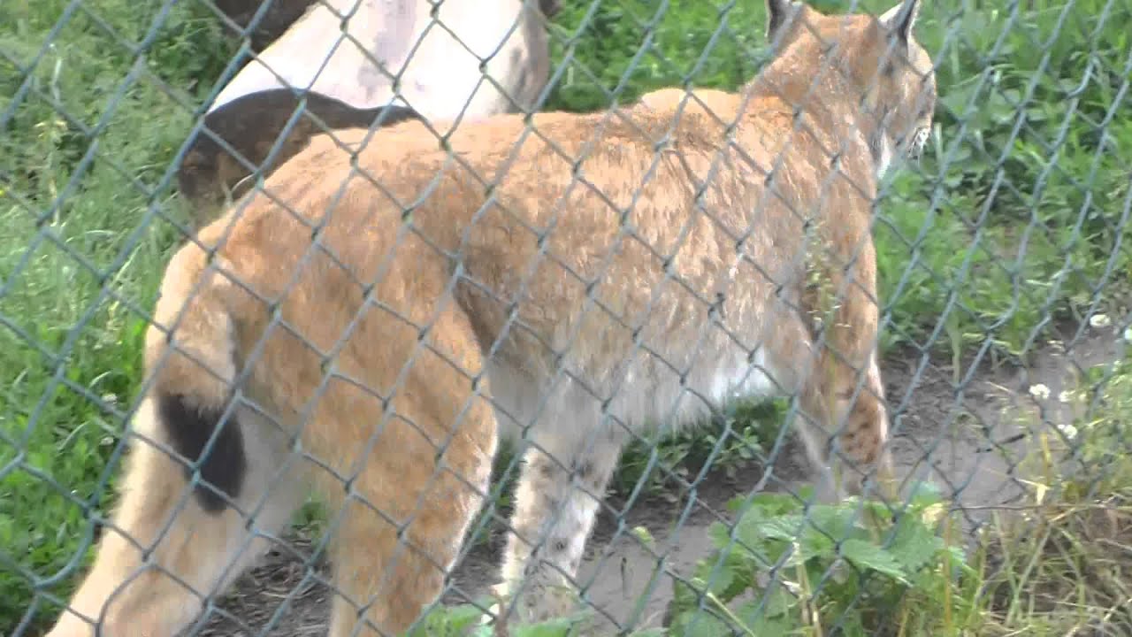 INCA THE LYNX - YouTube