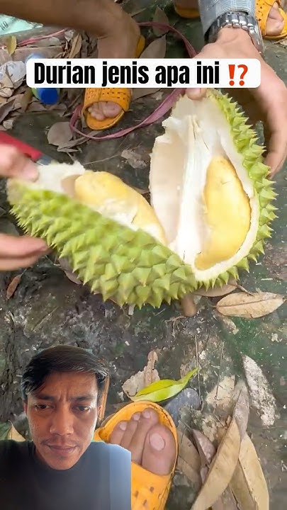 buah durian baru jatuh ⁉️ #durian #durianlover #fruit #buah #musangking #durianfruit #buahdurian ...